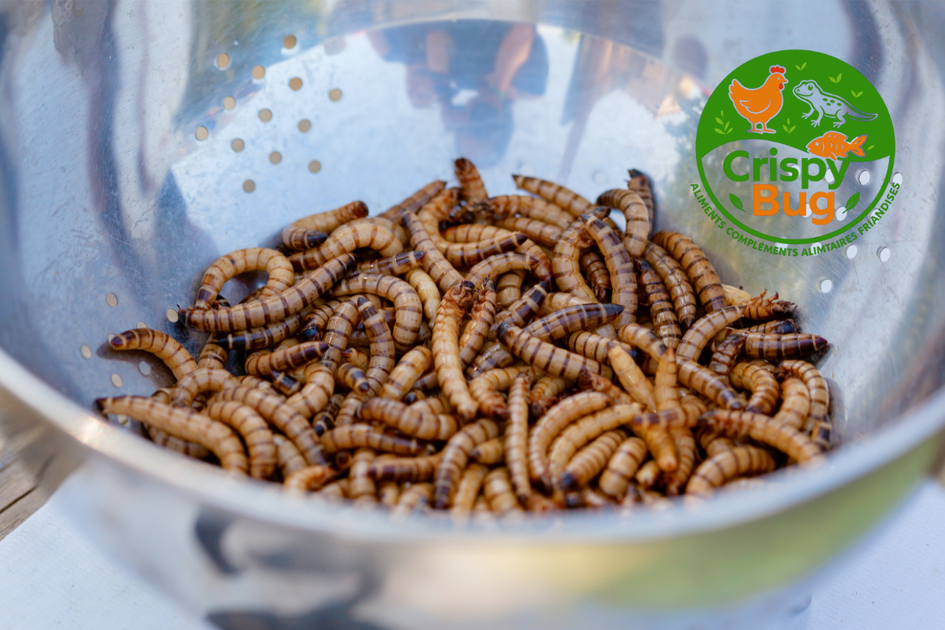 Comment donner des vers de farine aux poules ? – Crispybug