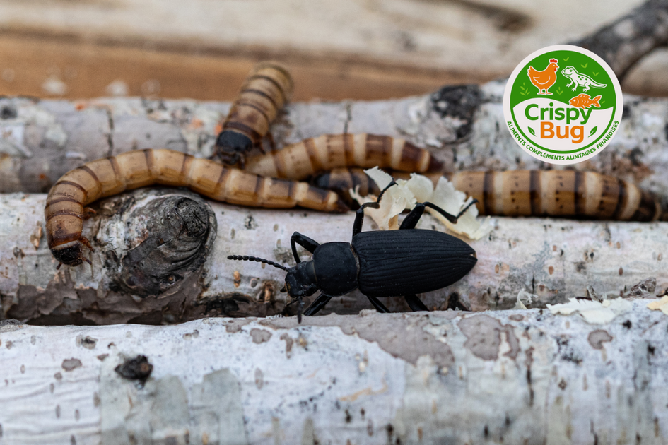 Comment élever des vers de farine chez soi ? – Crispybug